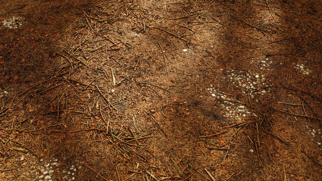 Seamless Forest Floor Texture | Materials of the World