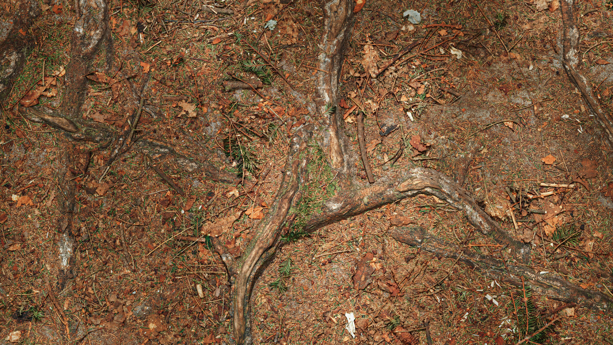 Seamless Forest Floor Texture | Materials of the World