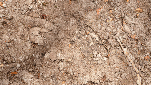 Seamless Trampled Soil Texture | Materials of the World